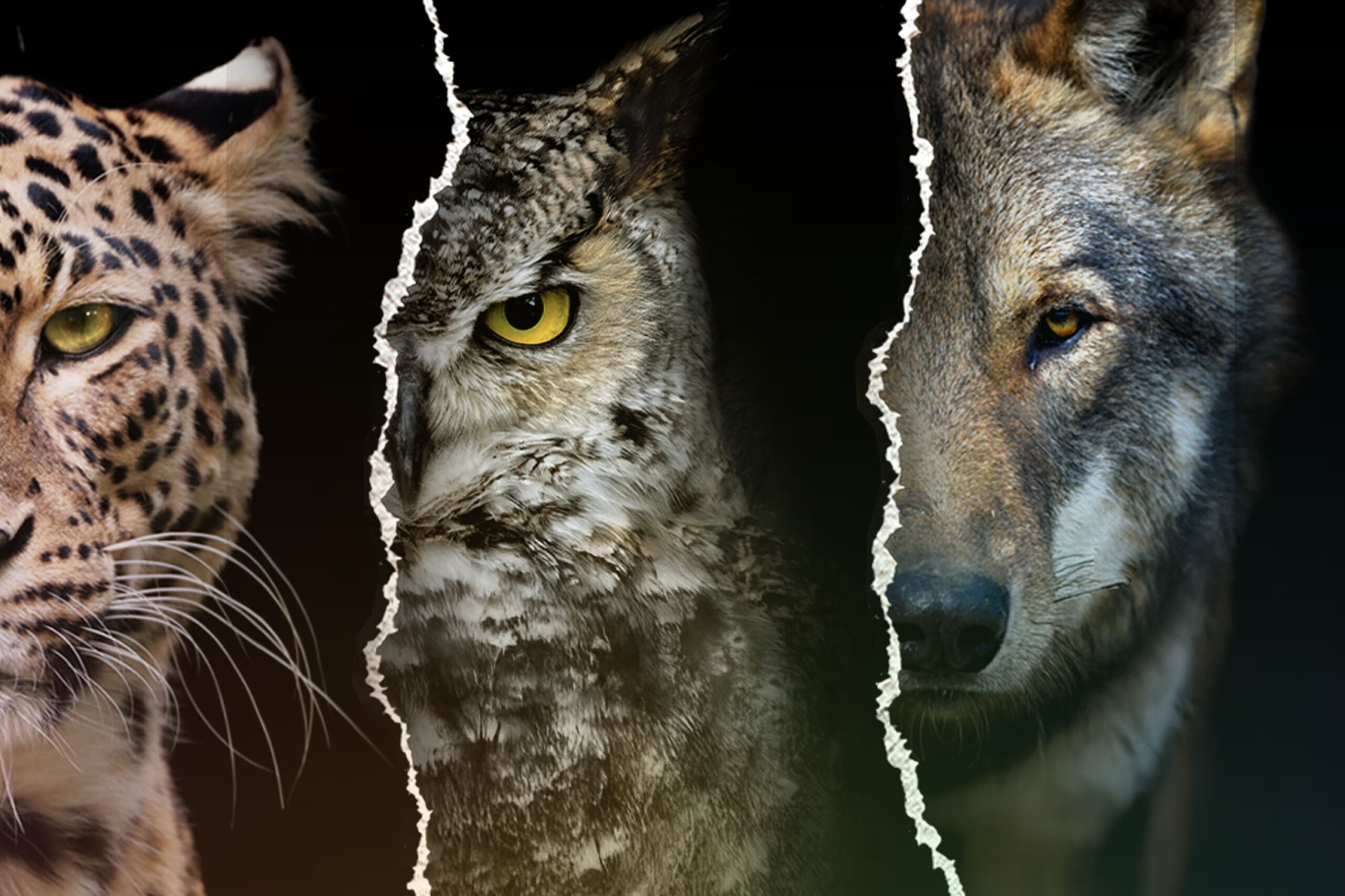 Apex Representation: A Litigator Campaign Roars to Life - Russell Herder | Blog